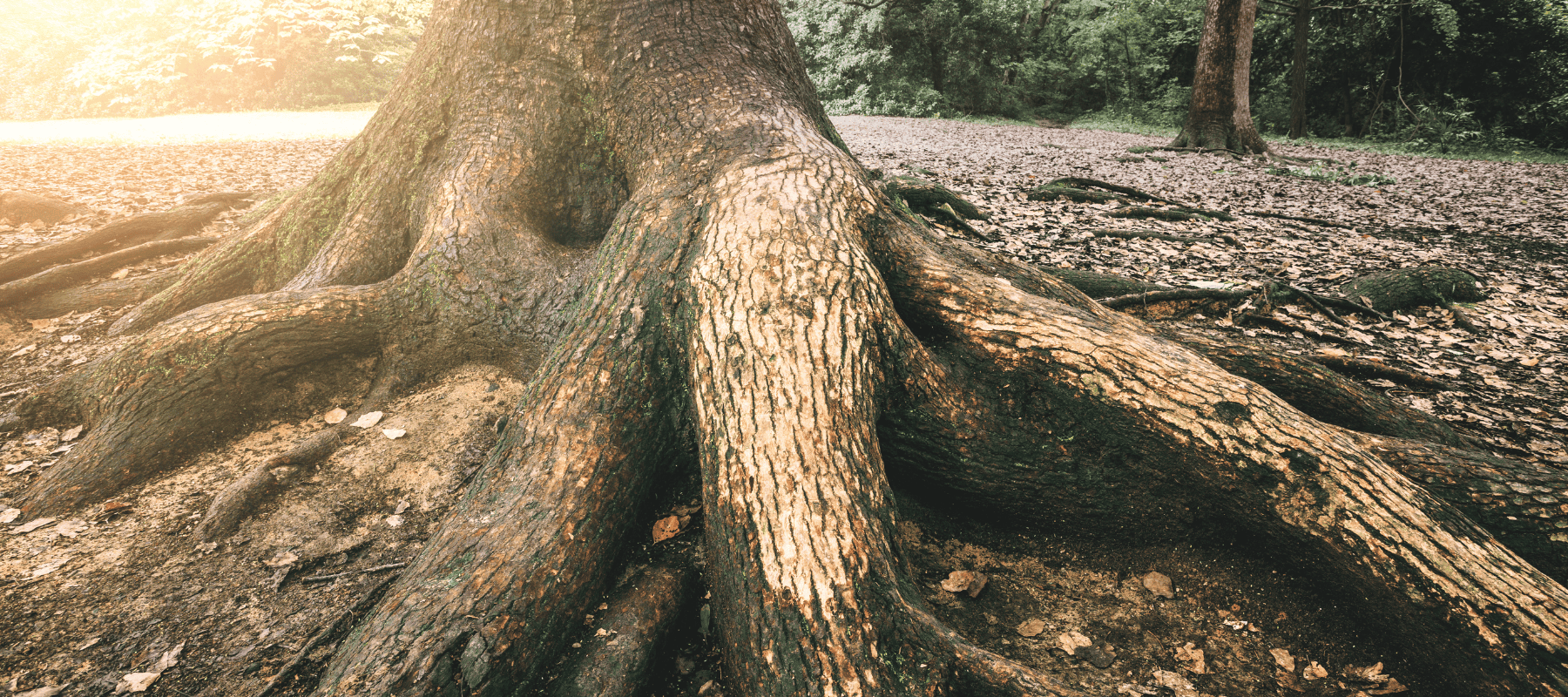 Oak Tree Roots - Red Truck Men